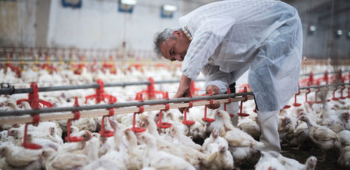 Poultry USA - April 2022 How to control late-stage broiler mortality
