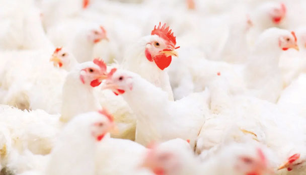 Poultry USA - March 2023 2023 map and downloadable spreadsheet of US ...