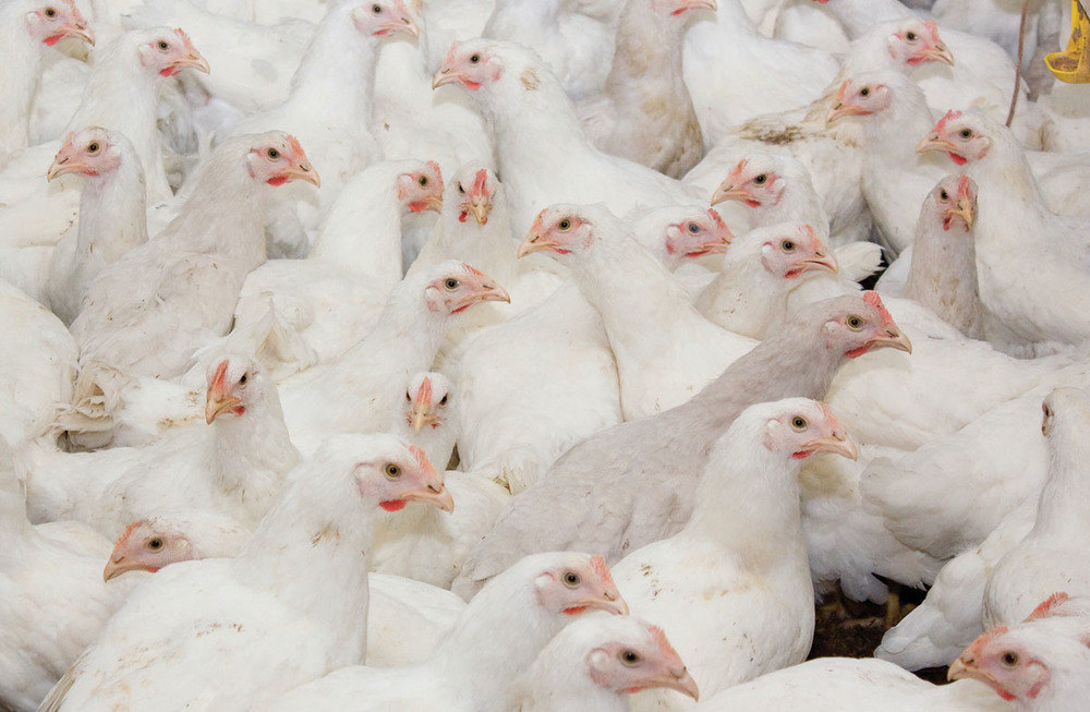 Poultry USA - March/April 2024 2024 MAP of US poultry plant locations ...