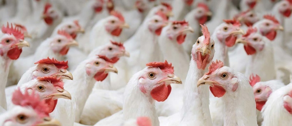 Poultry USA - March/April 2025 2025 MAP of US poultry plant locations